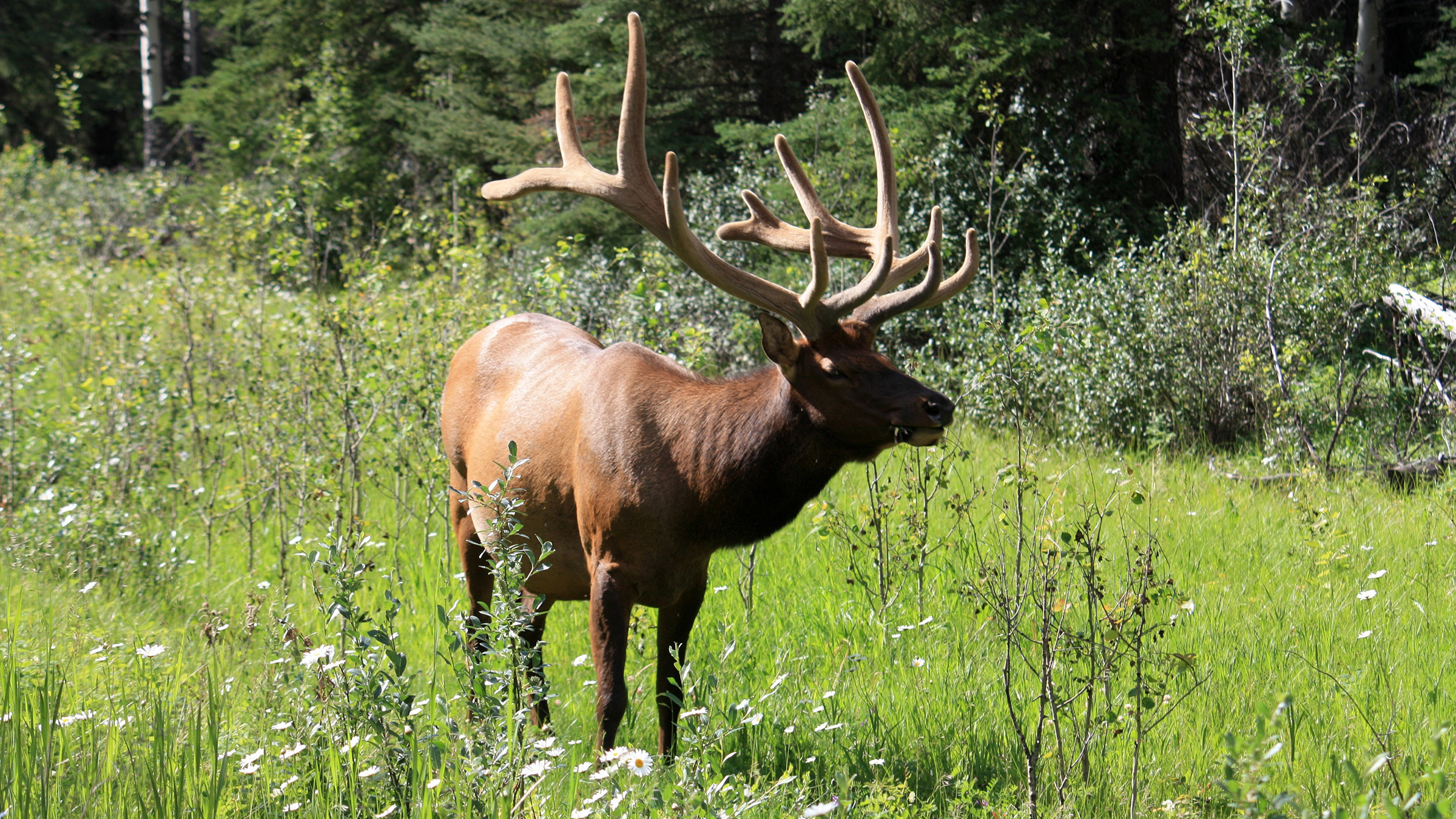 Hunting - Walsten Outposts